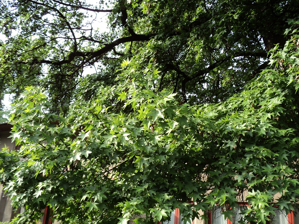 Incredibly Beautiful and Rare Tree !!! - Subscribers Gallery - Zootopia ...