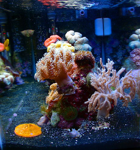 Reef (Front View) - Tank Shots - Nano-Reef Community