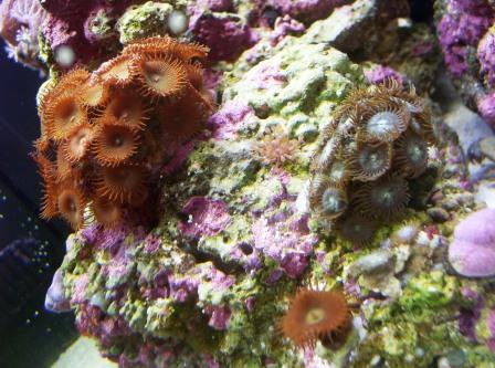 Assorted polyps - Tank Shots - Nano-Reef Community