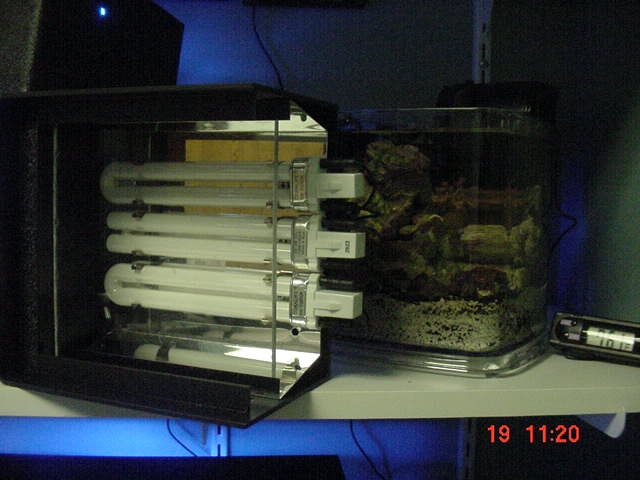 pico_light - Tank Shots - Nano-Reef Community