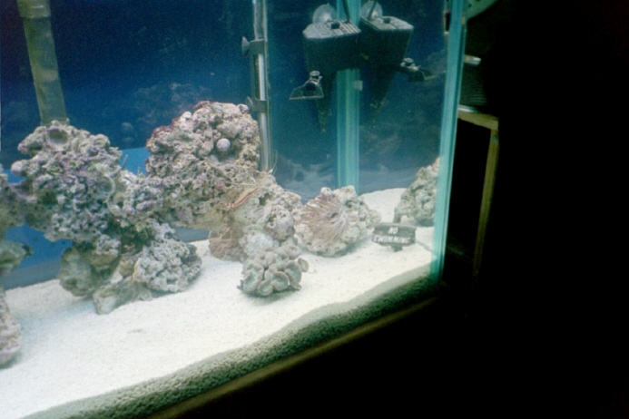 Red Banded Shrimp - Community Photos - Nano-Reef Community