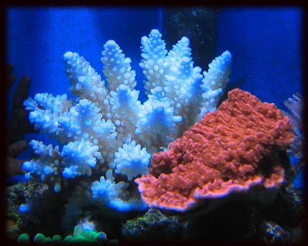 white baby blue tipped acro - Community Photos - Nano-Reef Community