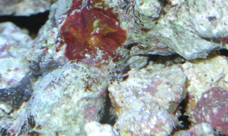 Mystery Crab - Community Photos - Nano-Reef Community