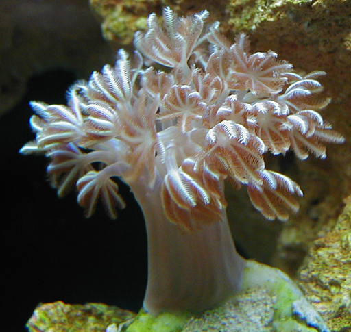 xenia spp. - Soft Corals - Nano-Reef Community