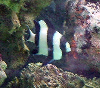 cher - Fish - Nano-Reef Community