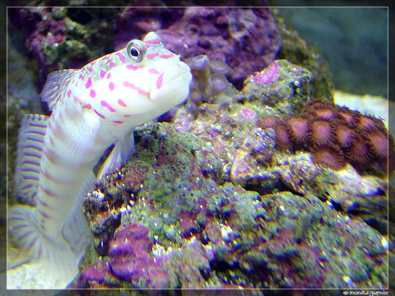 pink & blue spotted watchman goby - Fish - Nano-Reef Community
