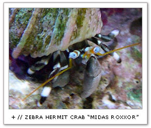 Dwarf Zebra Hermit Crab - Invertebrates - Nano-Reef Community