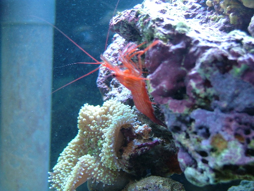 Peppermint Shrimp - Invertebrates - Nano-Reef Community