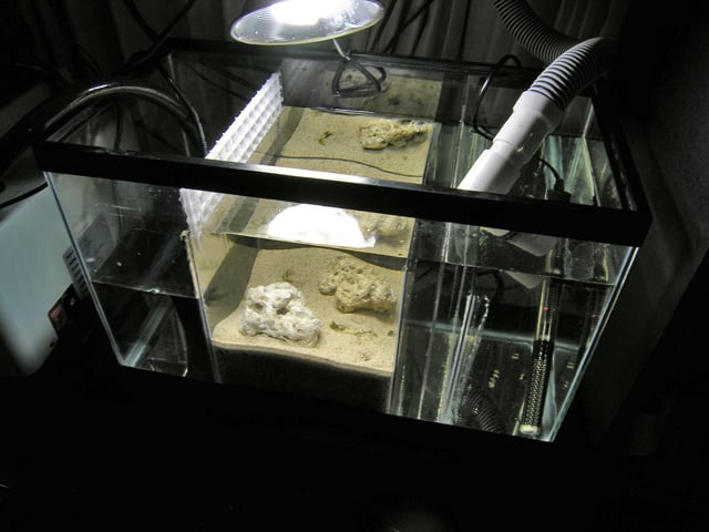 10 gallon refugium - System Setups - Nano-Reef Community