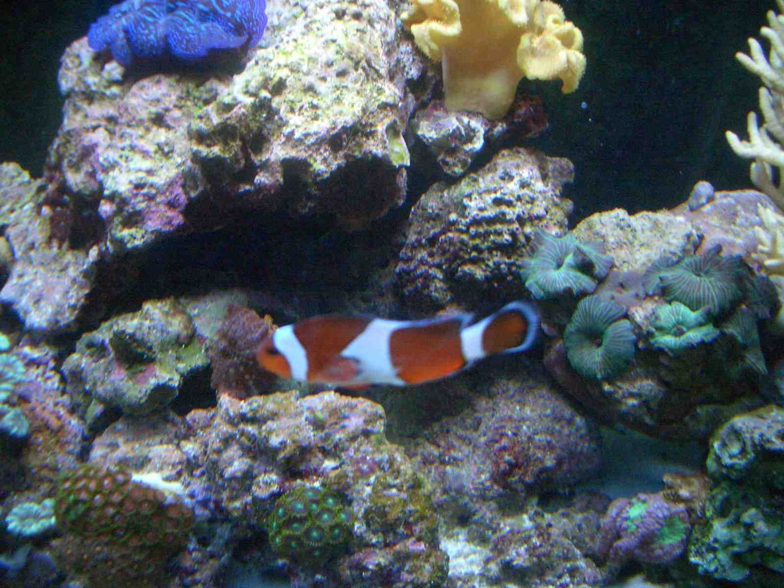 Does my clown have clown fish disease aka Brooklynella Hostilis - Pest ...