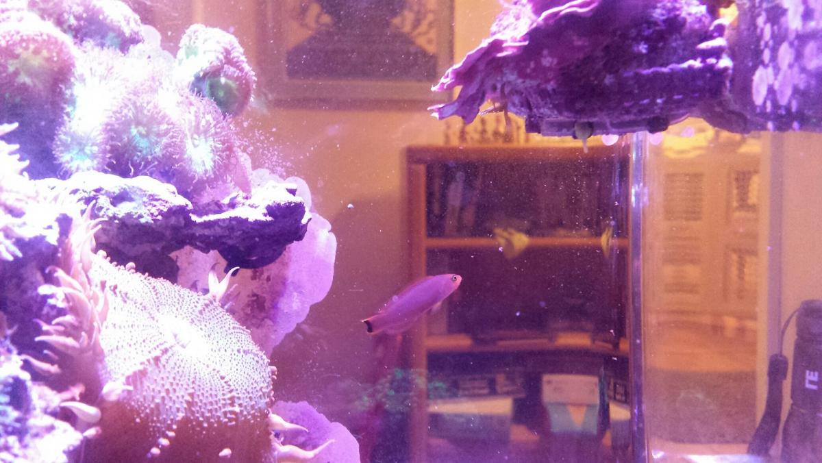 Pink streaked or white-banded possum wrasse? - Fish Forum - Nano-Reef ...