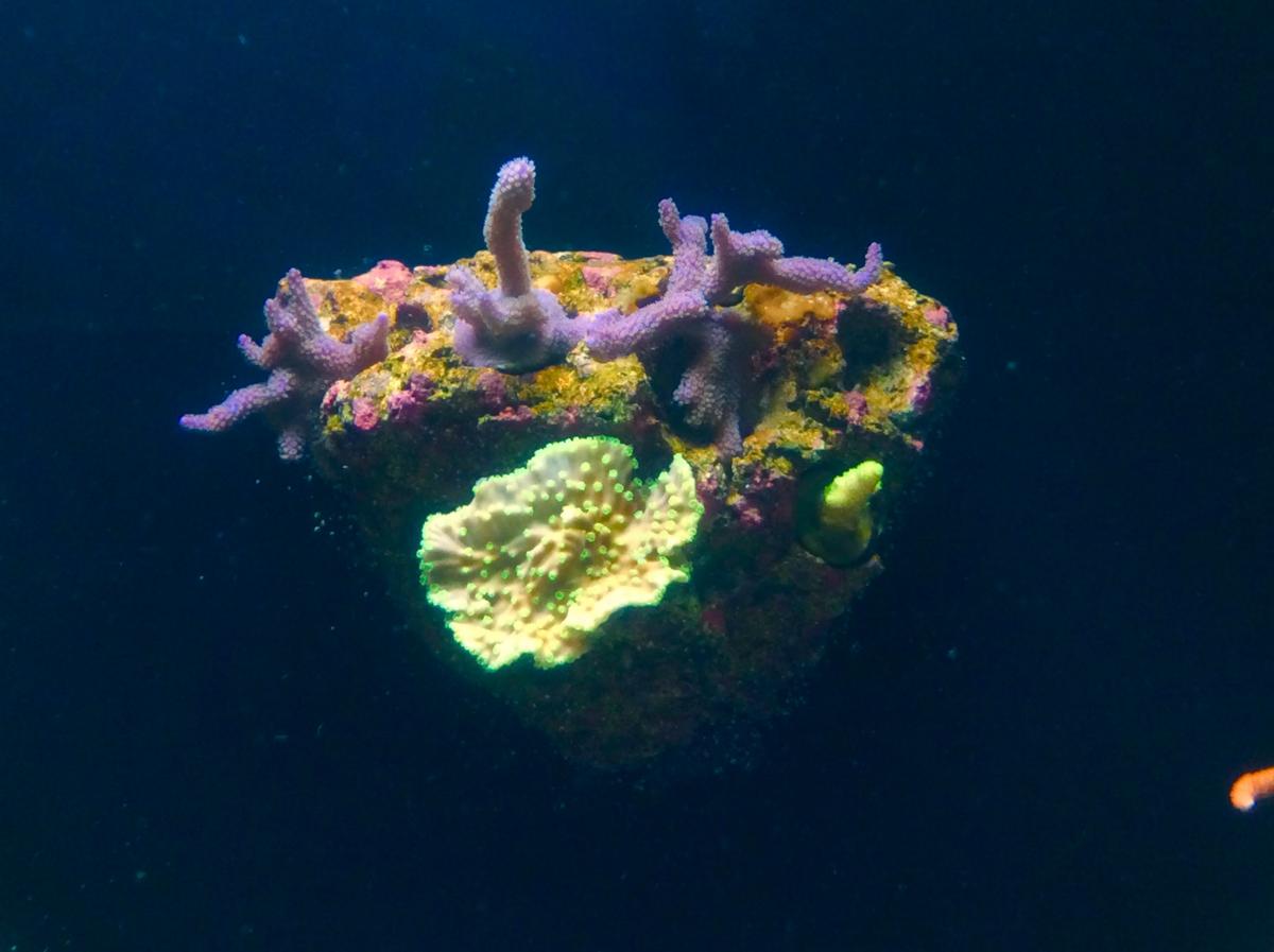 Favorite plating coral - Coral Forum - Nano-Reef Community