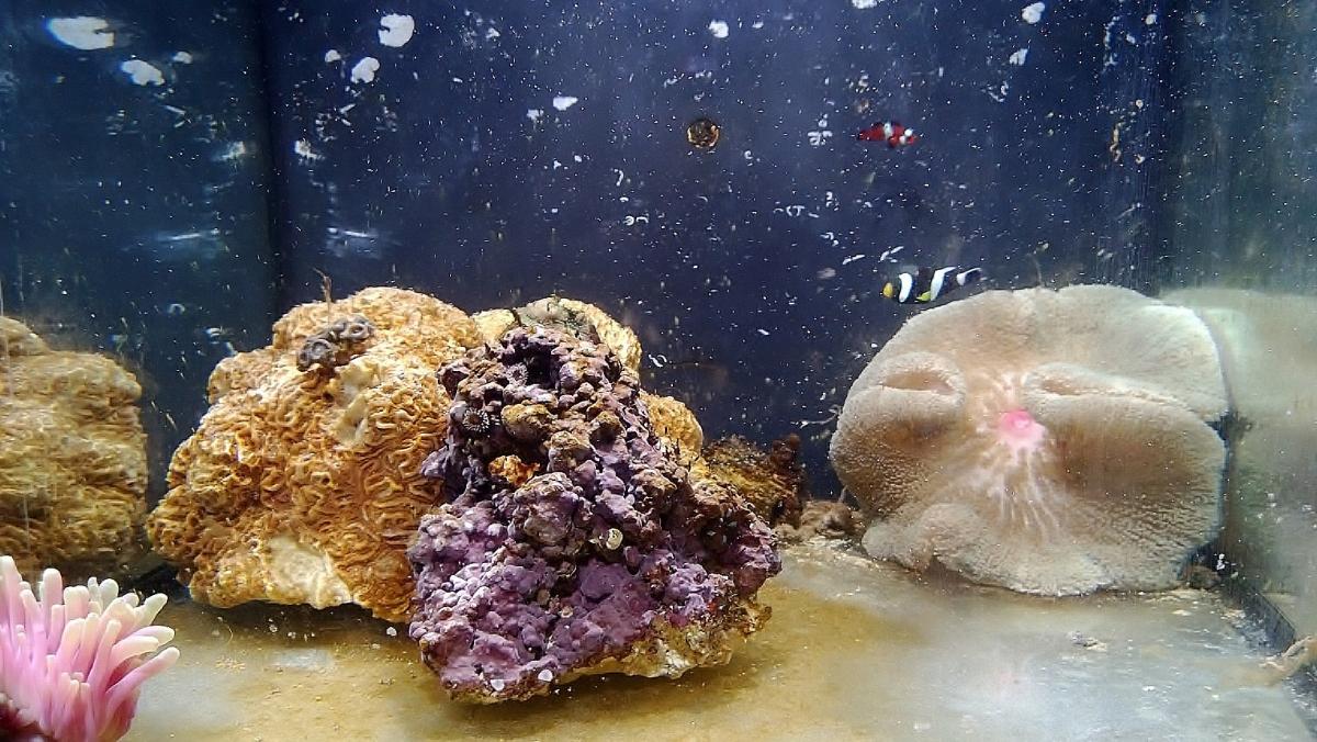 Ammonia and nitrate problem.. Causing brown algae! - Water Chemistry ...