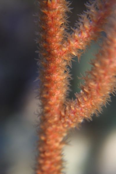 Gorgonian Identification - Identification Forum - Nano-Reef Community