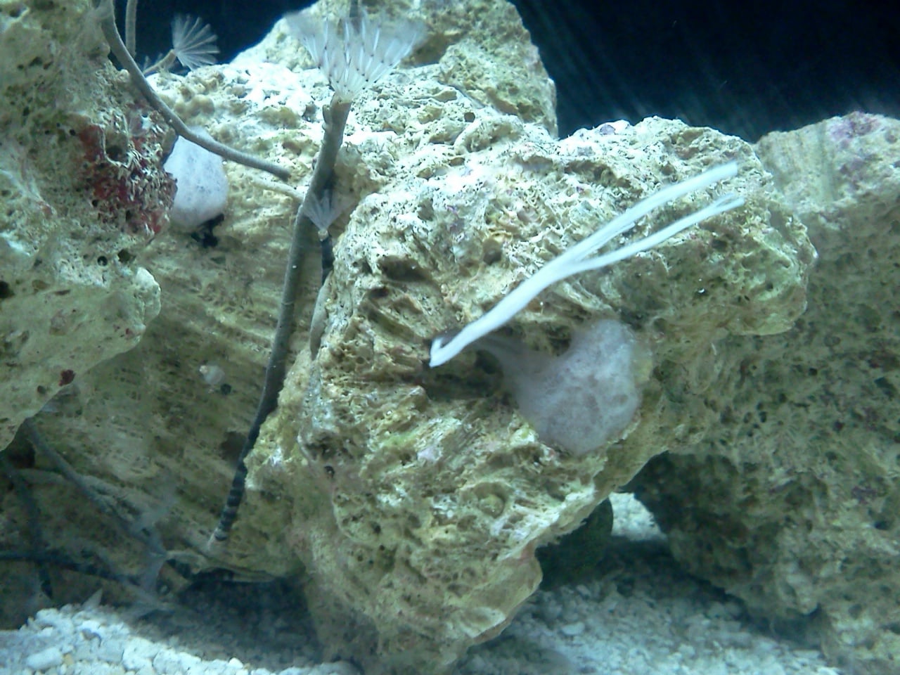 Id white sponge - Identification Forum - Nano-Reef Community