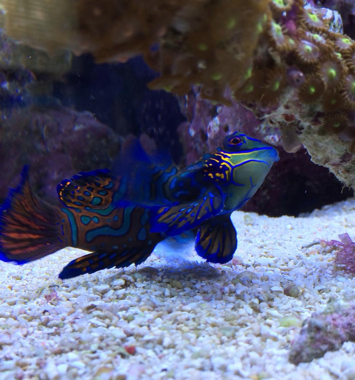 Culturing tisbe pods - Aquaculture and Breeding - Nano-Reef Community
