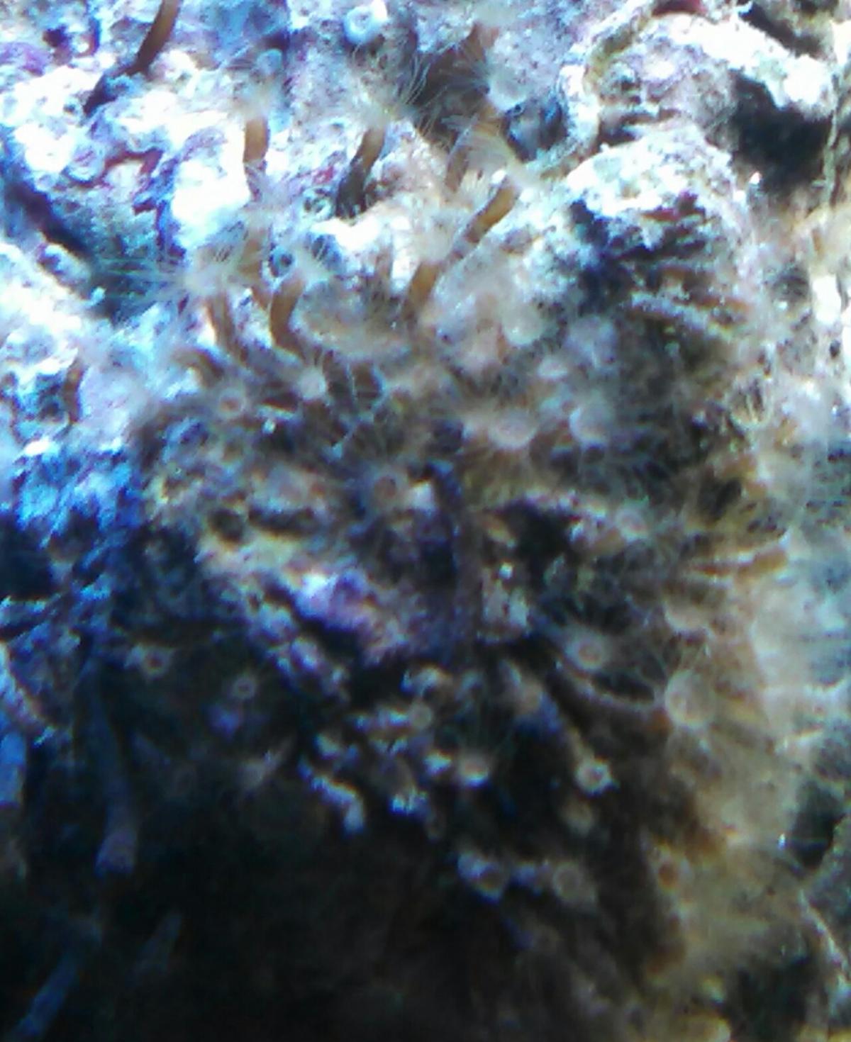 lots of small tube worms need to know what they are. - Identification ...