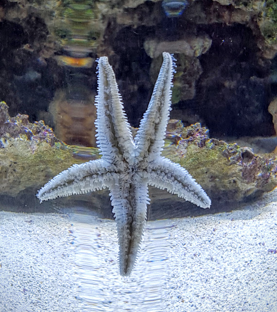 Sand Sifting Sea Star! - Beginners Discussion - Nano-Reef Community