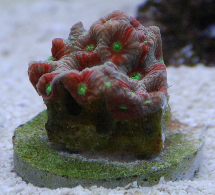 Australian War Coral - Coral Forum - Nano-Reef Community