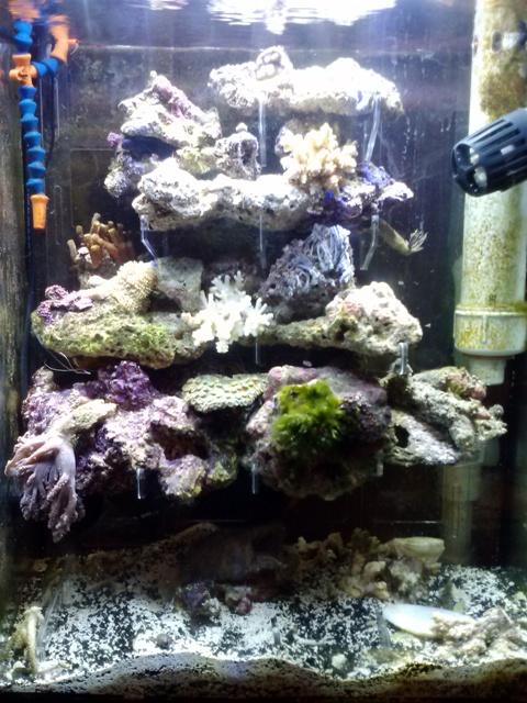 DIY Live Rock Rack/Shelf for 20gal tall reef tank - DIY Projects - Nano ...