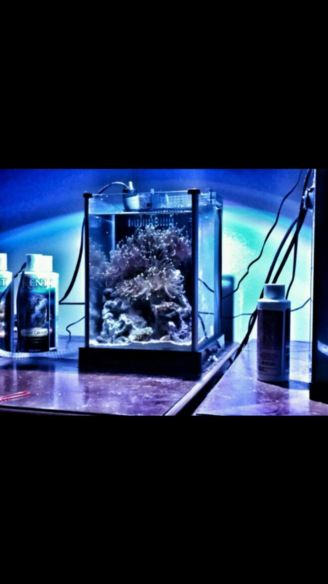 Fluval Spec Owners Thread - Page 5 - Pico Reef Journals - Nano-Reef ...