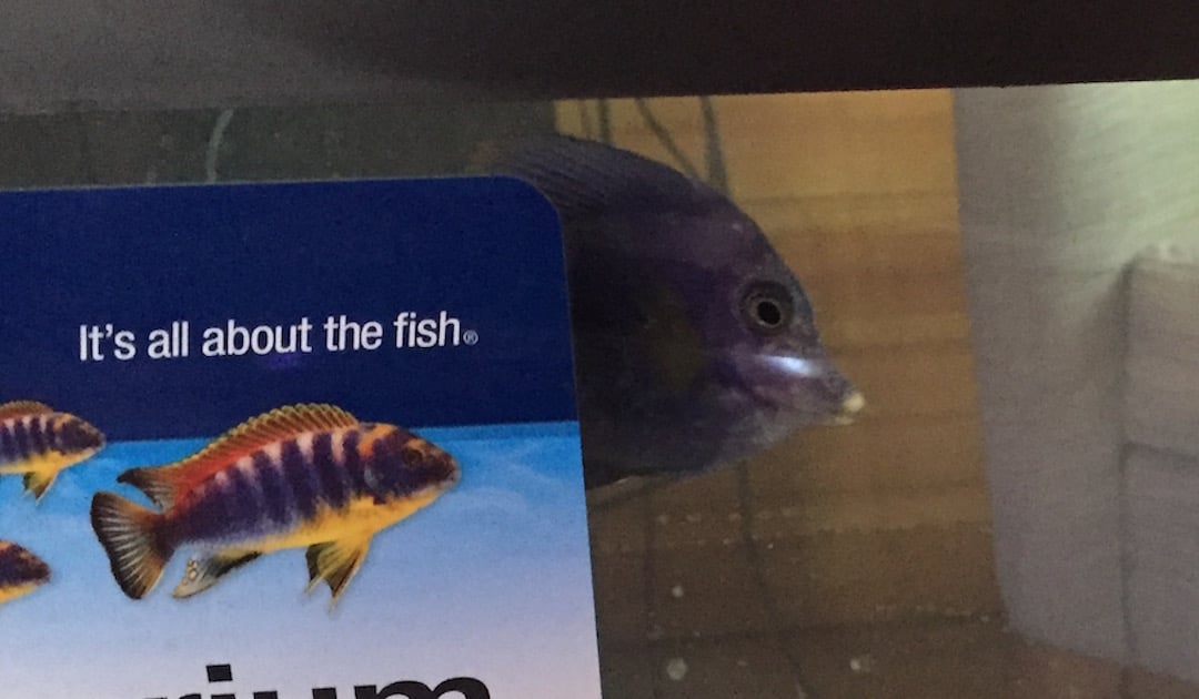 Purple Tang Brook Clownfish Disease - Pest and Disease Treatments ...