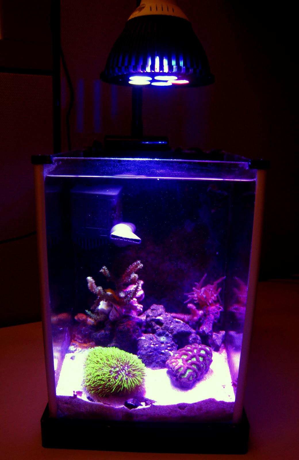 DLANDINO's Fluval Spec reef - Pico Reef Journals - Nano-Reef Community