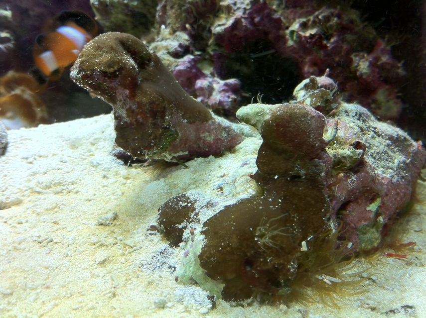 Matting Algae on sand bed - Pest and Disease Treatments - Nano-Reef ...
