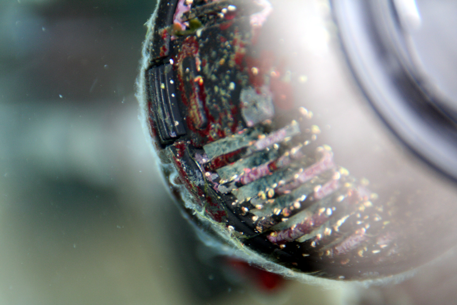 White Slime/ snot explosion - Pest and Disease Treatments - Nano-Reef ...