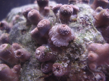 What are these lumps on my coral - Coral Forum - Nano-Reef Community