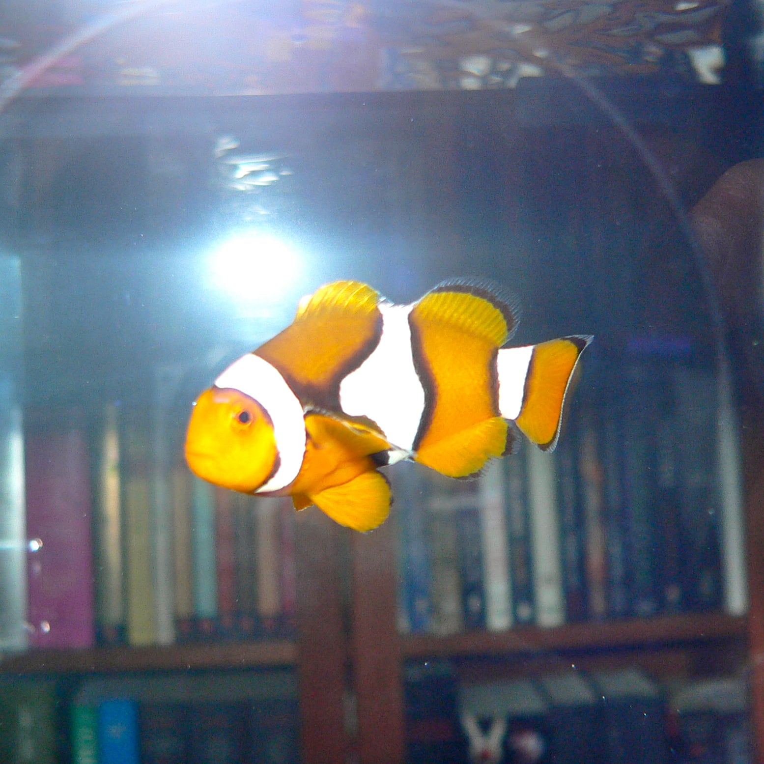 Clownfish Information and Pairing Guide - Fish Forum - Nano-Reef Community