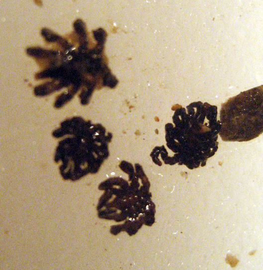CRAP, Zoa spiders... whos ever had them? - Identification Forum - Nano ...