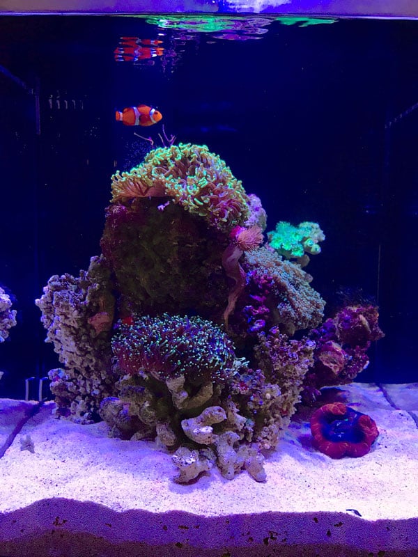 New Aqua One Mini Reef 90 - Equipment Forum - Nano-Reef Community