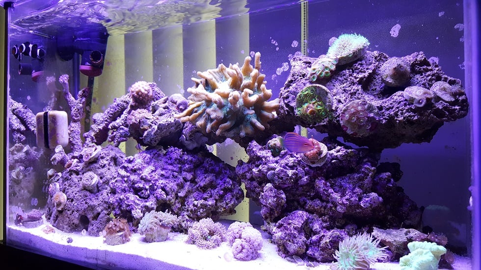 5 gallon fluval spec v reef ideas? - General Discussion - Nano-Reef ...