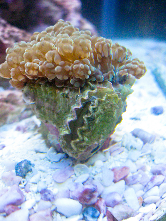 What the Frag!? - Clam Discussion - Nano-Reef Community