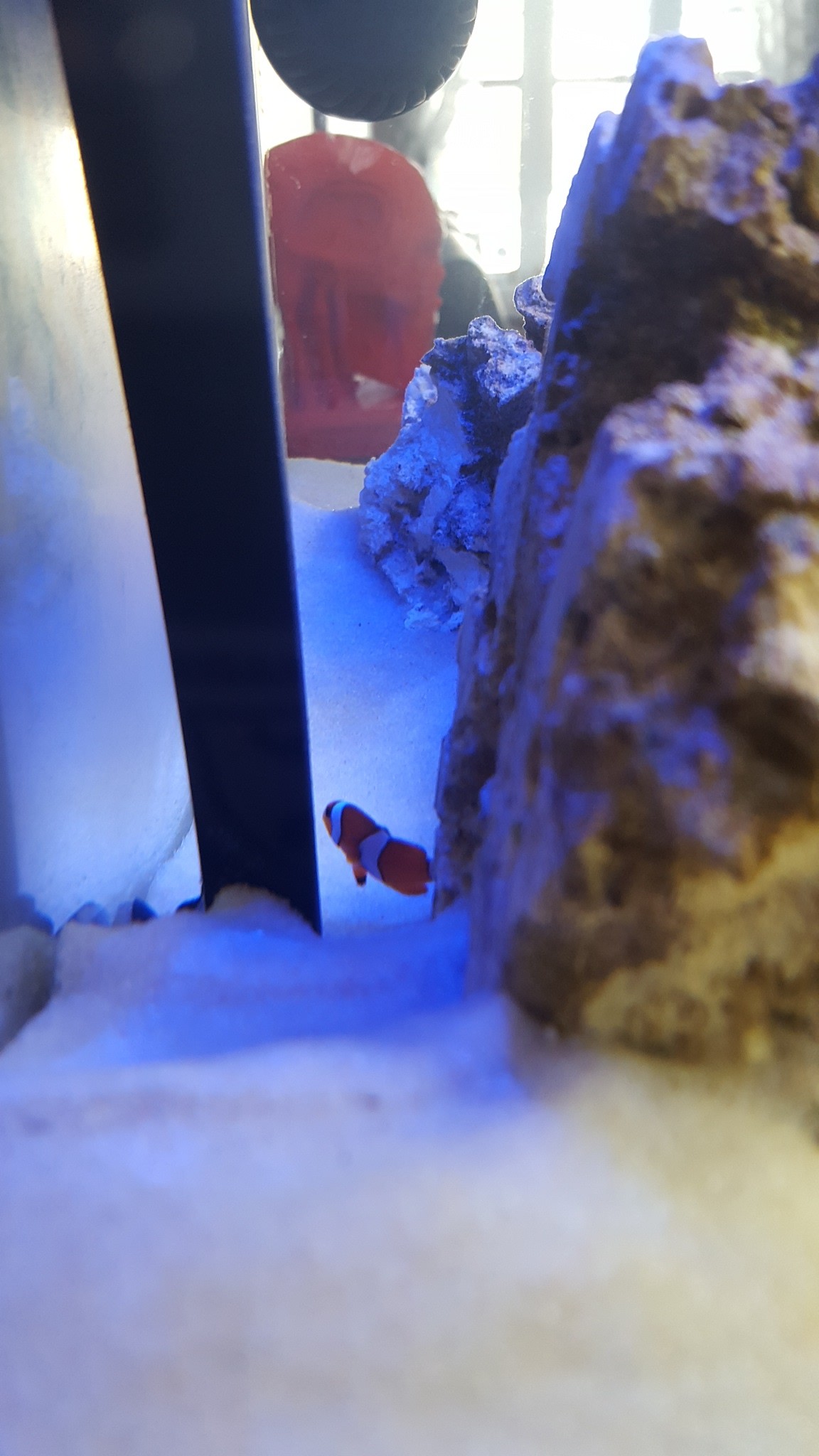 Shy Clownfish - Fish Forum - Nano-Reef Community