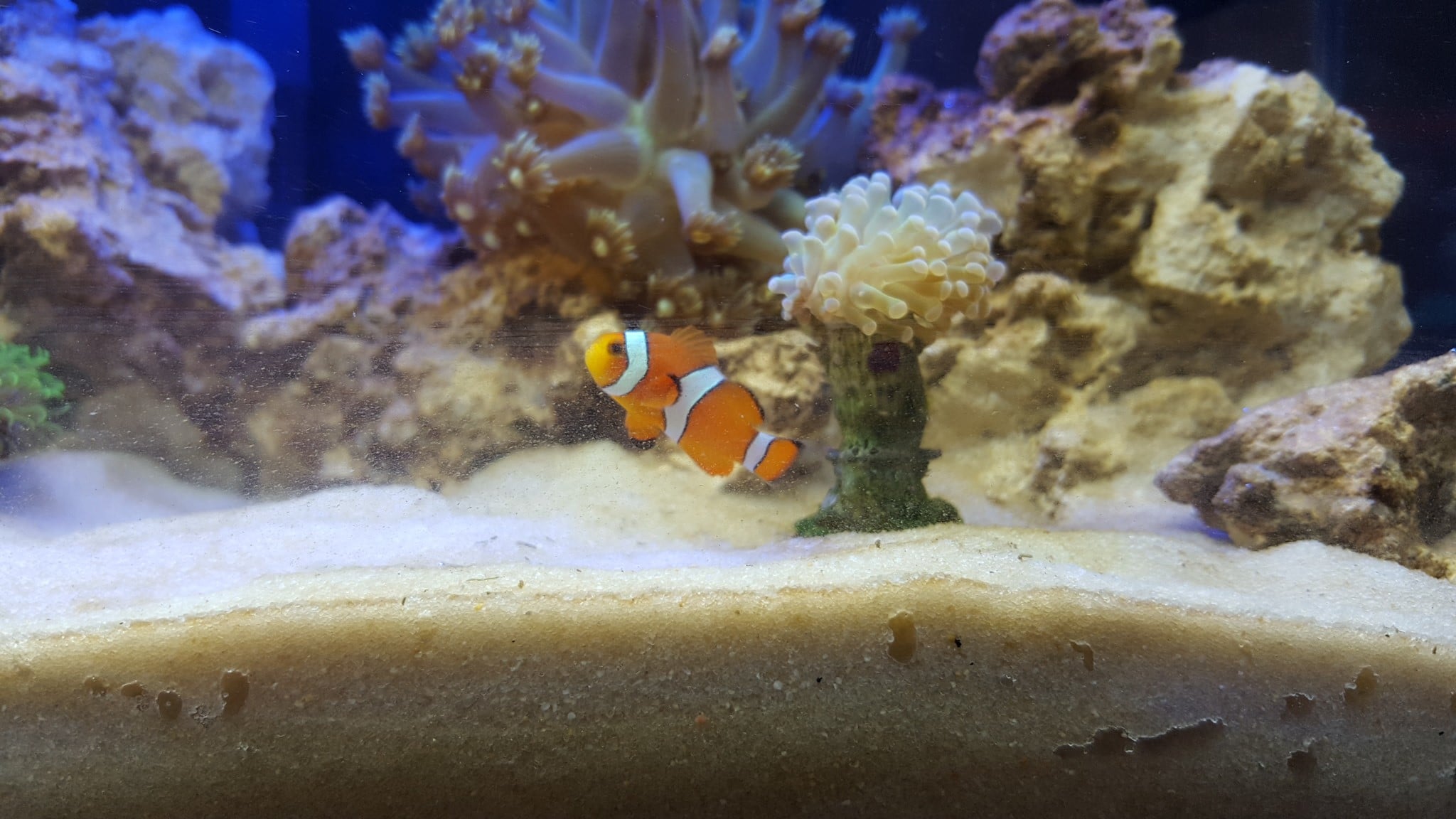 Shy Clownfish - Fish Forum - Nano-Reef Community