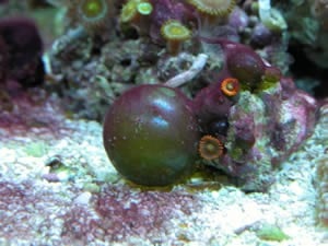 Reef Tank Pests - Livestock Articles - Nano-Reef Community