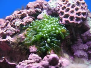 Reef Tank Pests - Livestock Articles - Nano-Reef Community
