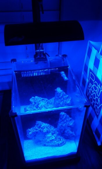 2g fluval spec - Page 4 - Pico Reef Journals - Nano-Reef Community