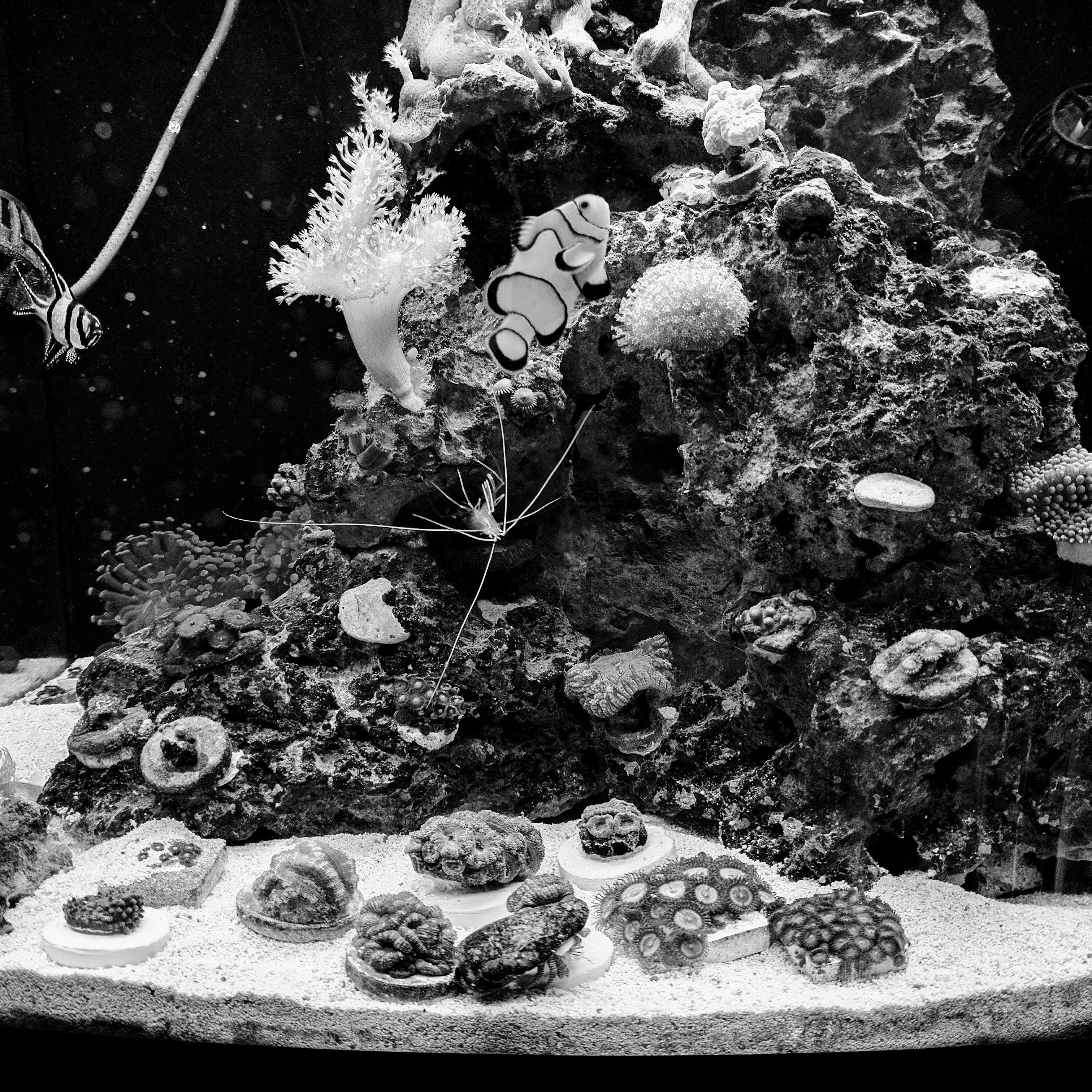 Zoanthids with Aggressive Corals - Coral Forum - Nano-Reef Community