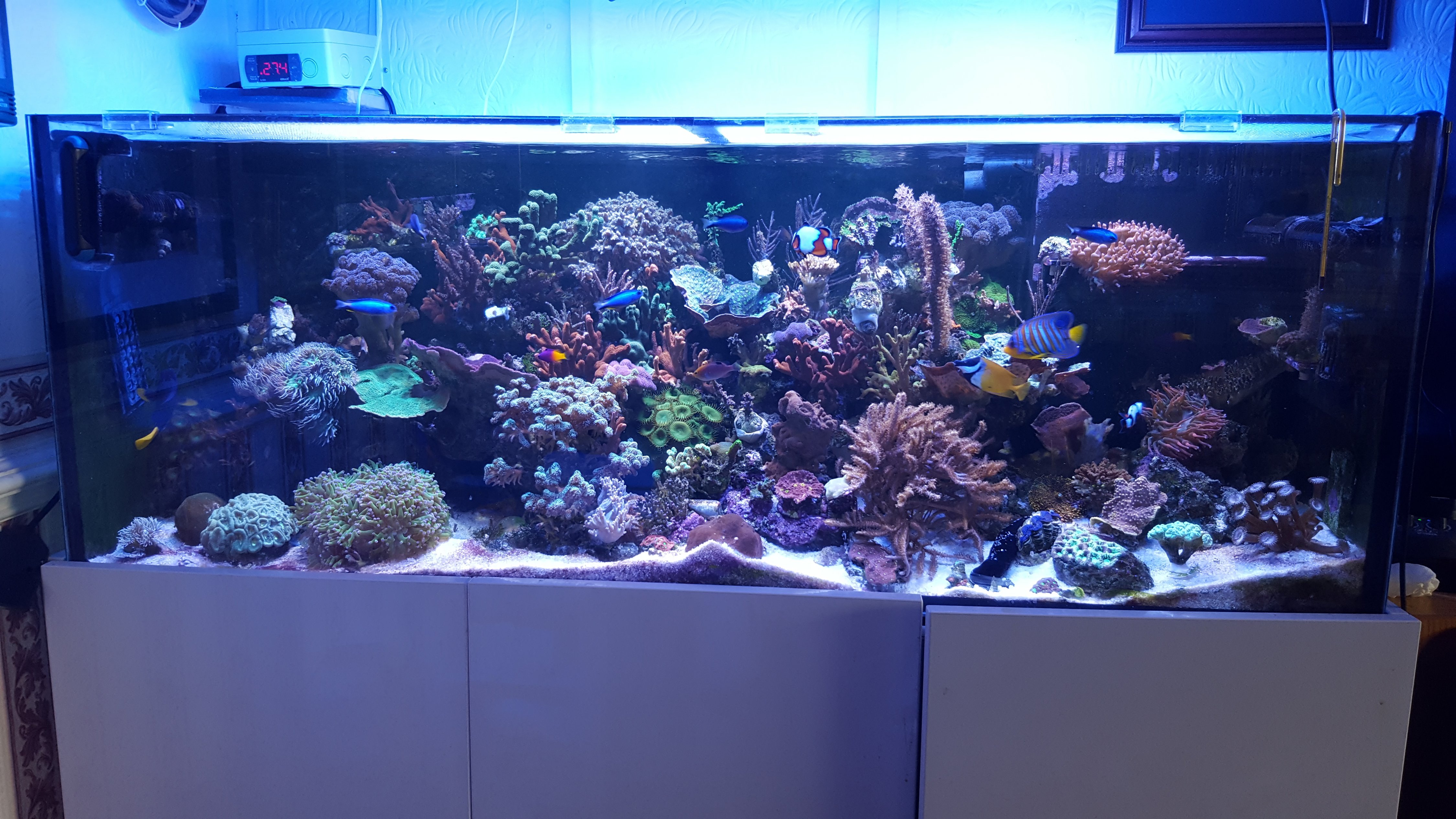 Custom build 100 gallon with a DIY Algae Turf Scrubber. - Large Reef ...