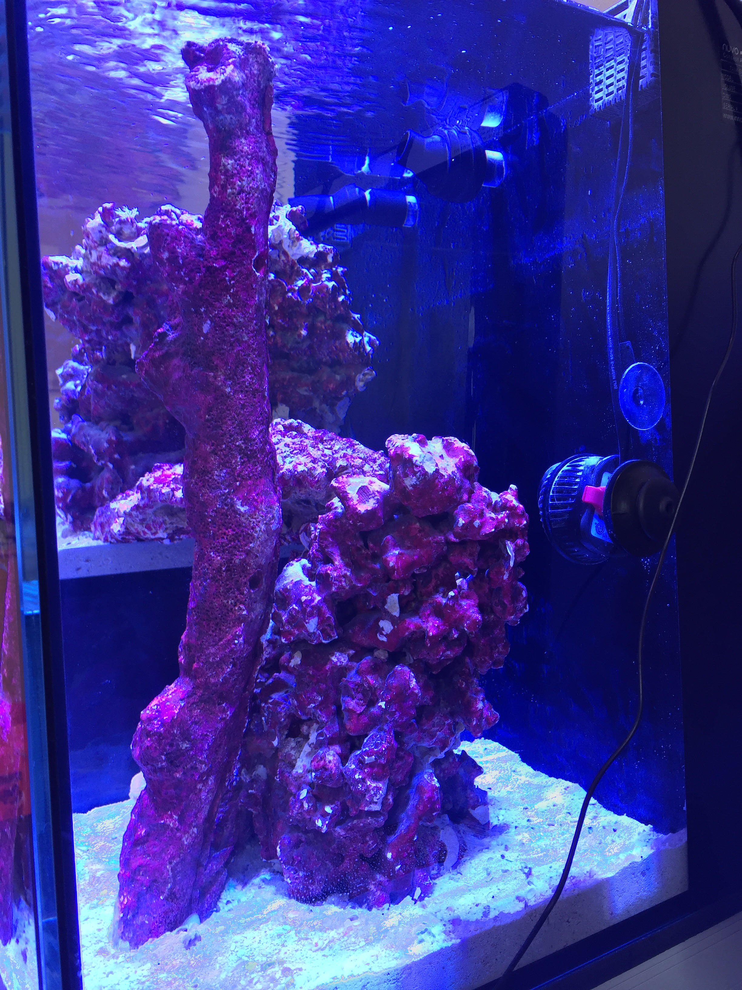 New IM Nuvo Concept Abyss Panorama Glass 20 G - Nano Reef Journals ...