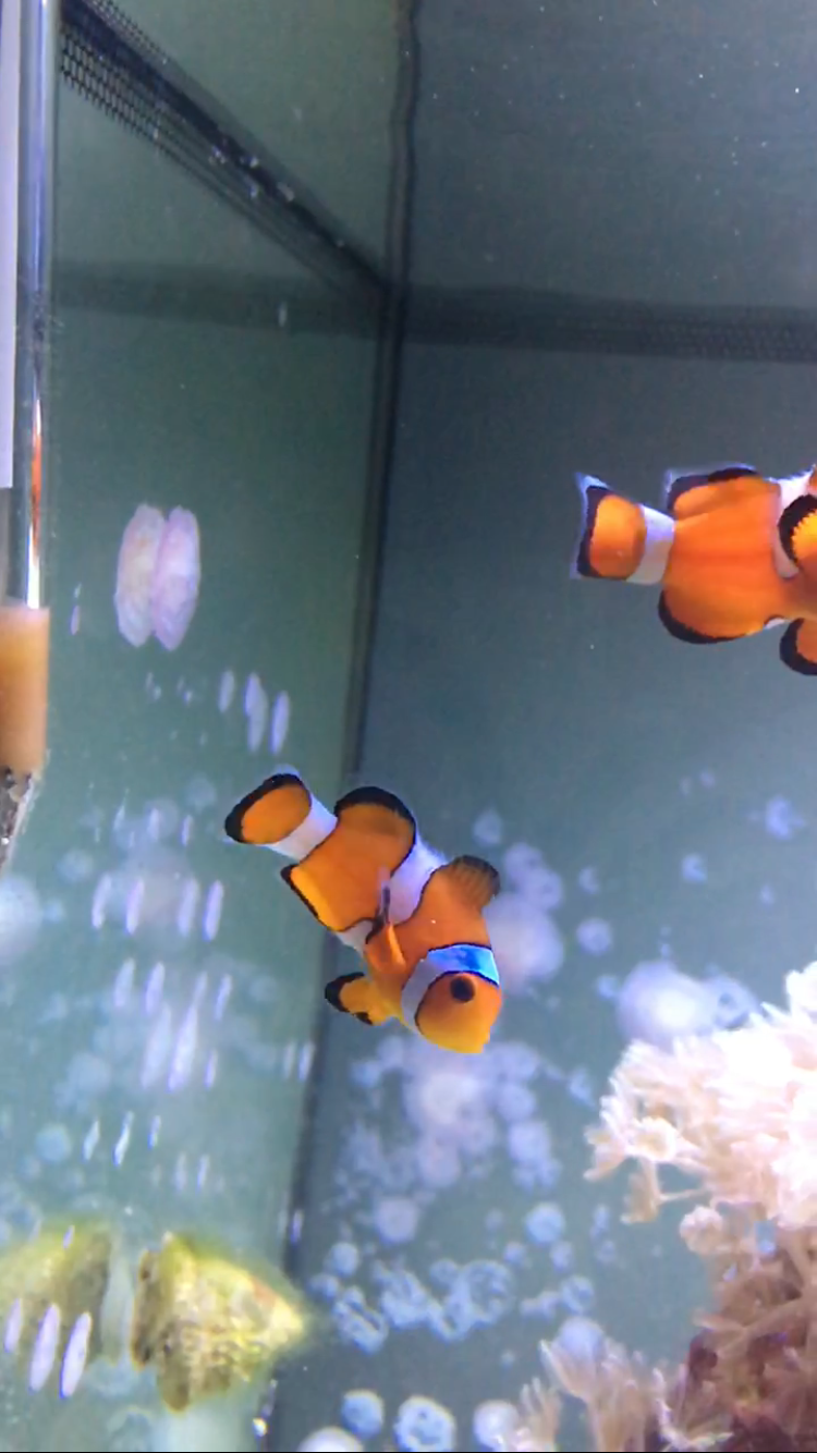 Clownfish with Ich? - Fish Forum - Nano-Reef Community