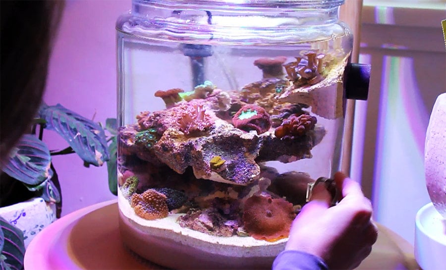 How to Perform a Water Change on a Pico Jar - Beginners Articles - Nano ...