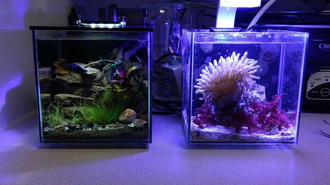0.9g AIO - Pico Reef Journals - Nano-Reef Community