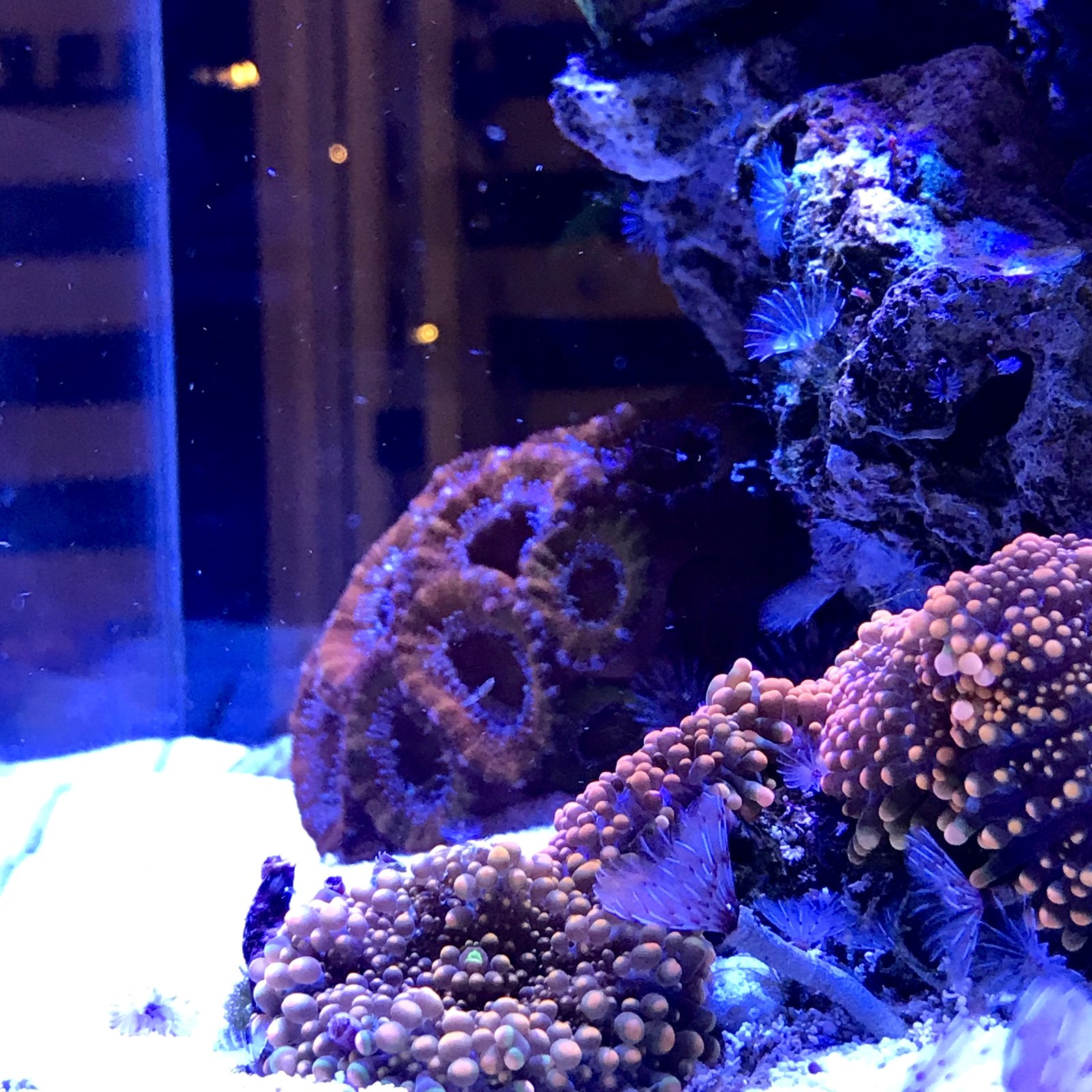 ADA - the 2 island reef - Nano Reef Journals - Nano-Reef Community