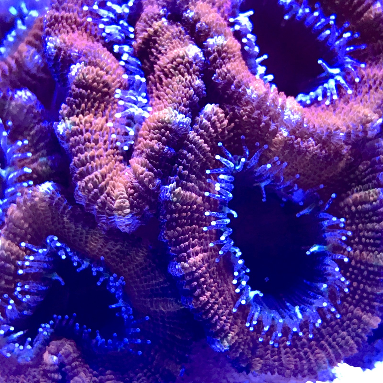 ADA - the 2 island reef - Nano Reef Journals - Nano-Reef Community