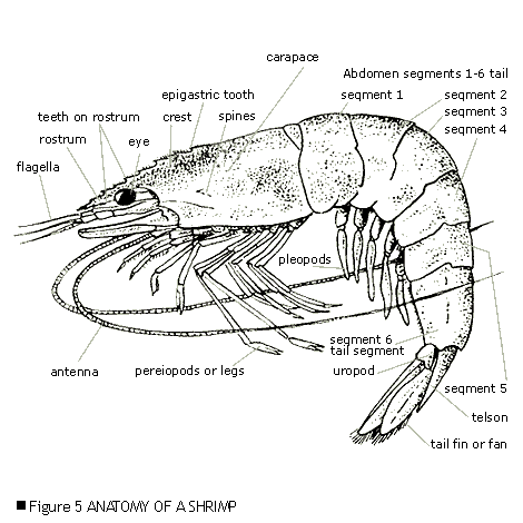 One Stop Guide for Your Shrimp! - Invertebrate Forum - Nano-Reef Community