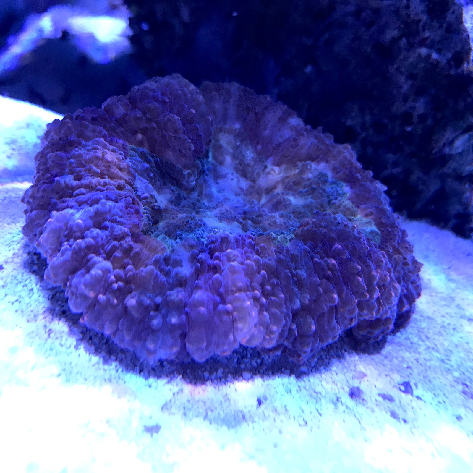 ADA - the 2 island reef - Nano Reef Journals - Nano-Reef Community